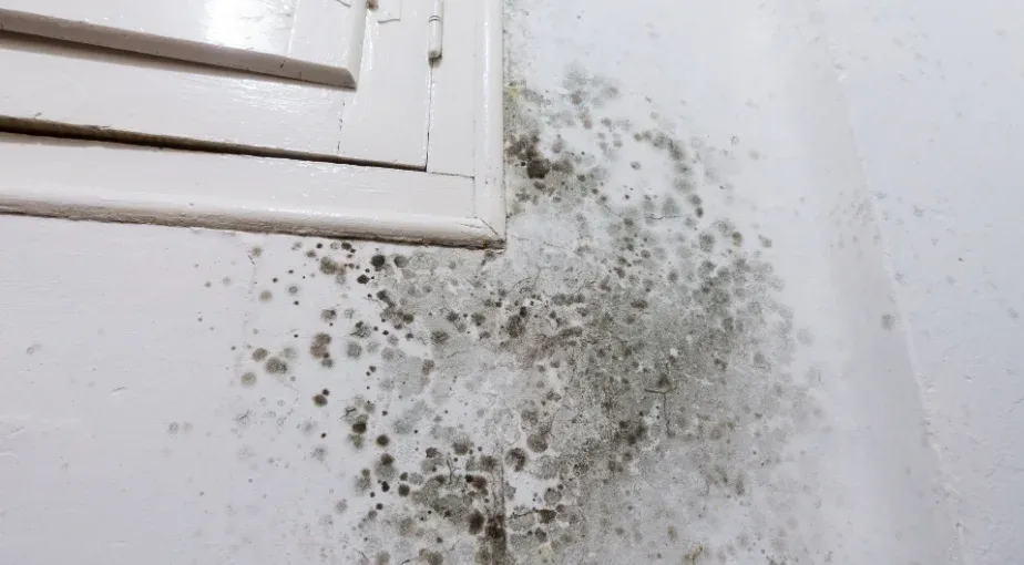 Damp and mould - Wythenshawe Community Housing Group